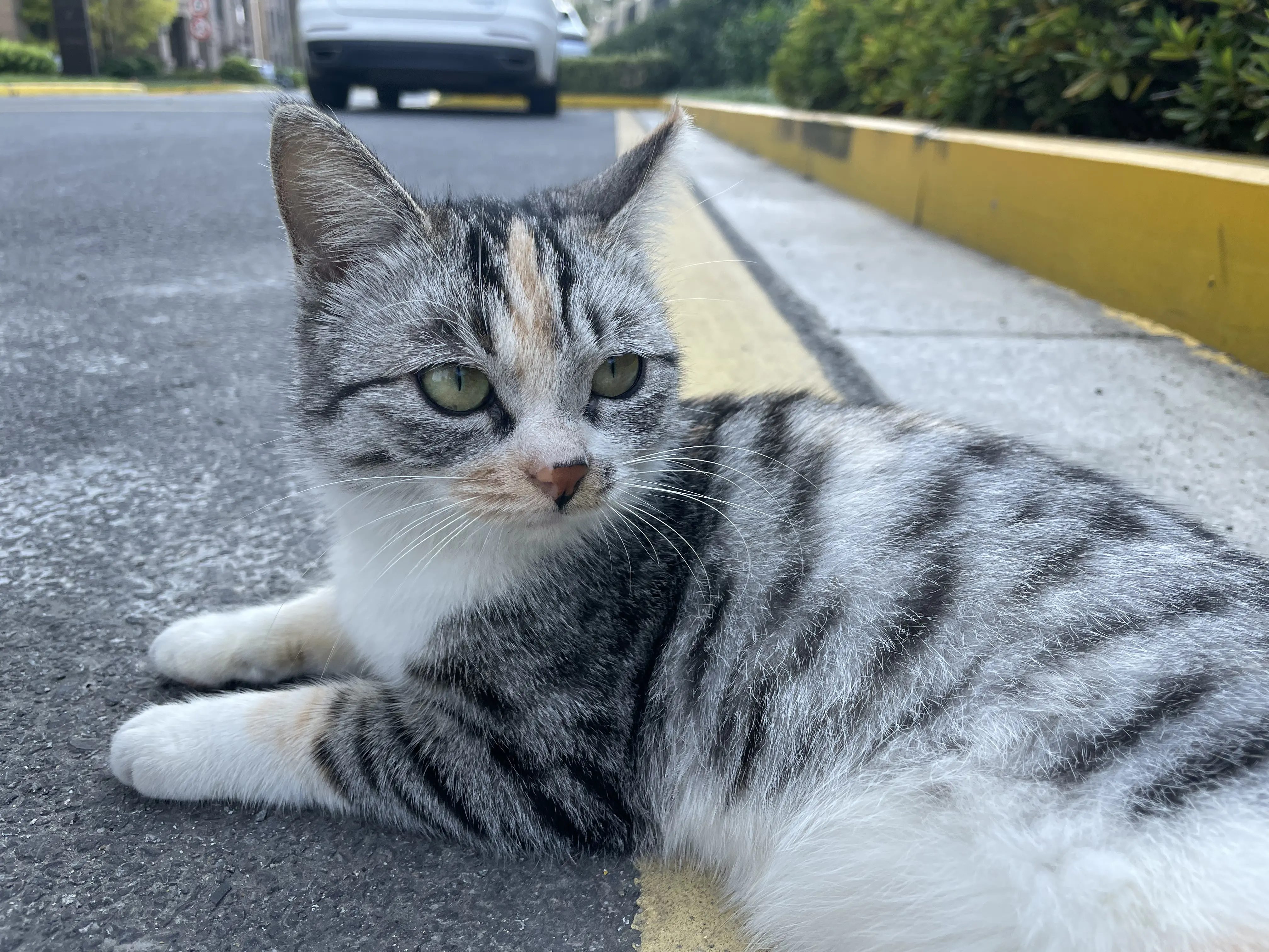 A website dedicated to my beloved cat. - A website dedicated to my ...